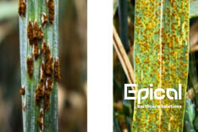 Crop Diseases in Plants – Epical EarthCare Solutions Pvt. Ltd.